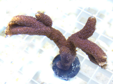 ORA Digitata - German Blue Polyp - Coral