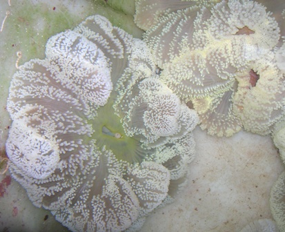 Carpet Anemone -White - Anemones - Invertebrates