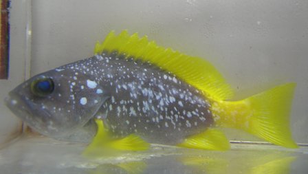 Blue and Yellow Grouper - Groupers - Saltwater Fish