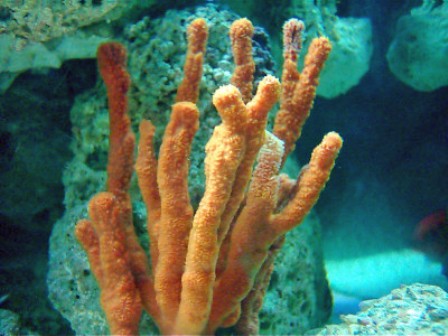 Orange Tree Sponge - Sponges - Invertebrates