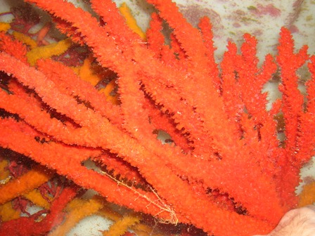 Red Tree Sponge - Caribbean - Sponges - Invertebrates