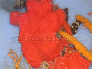 Red Ball Sponge - Sponges - Invertebrates