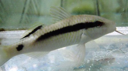 Manybar Goatfish - South Pacific - Goatfish - Saltwater Fish