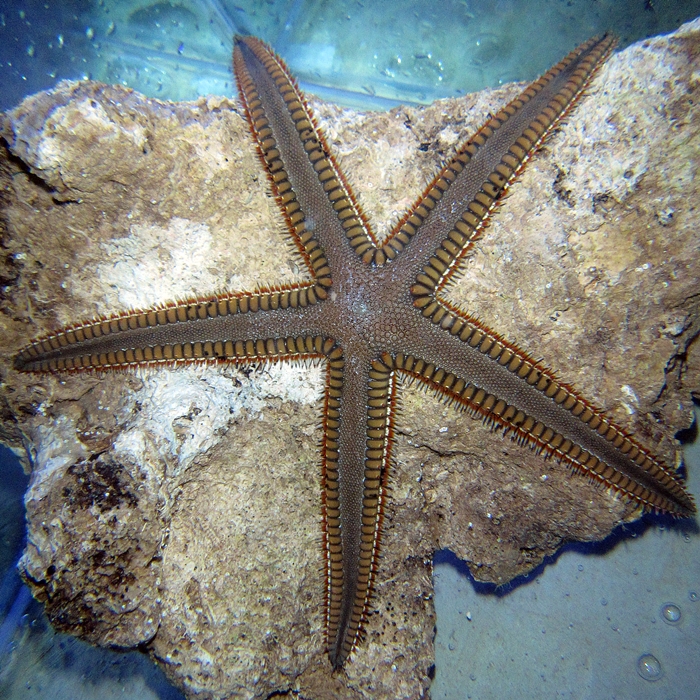 Beaded Starfish - Starfish - Invertebrates