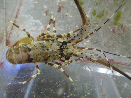 Brown Spiny Lobster - Lobsters - Invertebrates