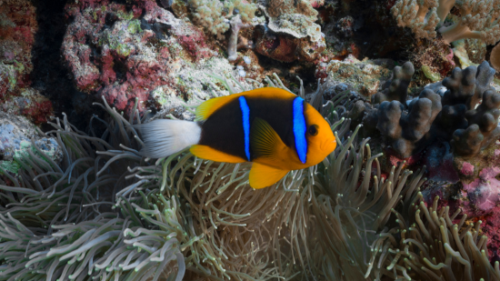 Allard's Clownfish - Africa - Clownfish - Saltwater Fish