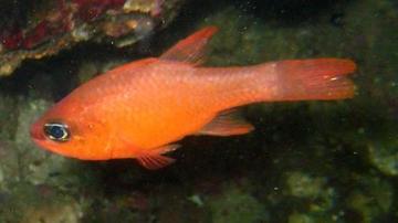 Ruby Cardinal - Cardinals - Saltwater Fish