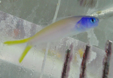 Bluehead Tilefish - Gobies - Saltwater Fish