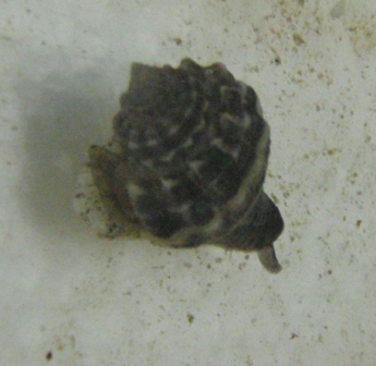 Crown Conch - Caribbean - Conchs - Invertebrates