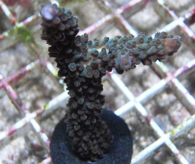 ORA Stuber Staghorn Acropora Coral - Sps - Coral