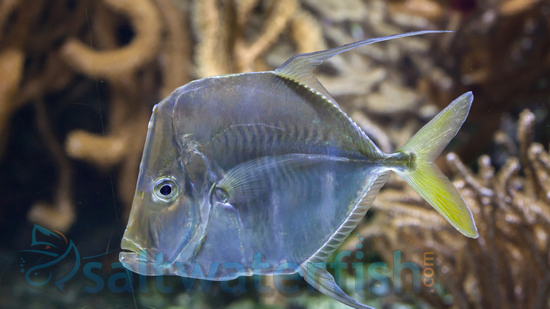 Look Down Fish - Captive Bred - Miscel - Saltwater Fish
