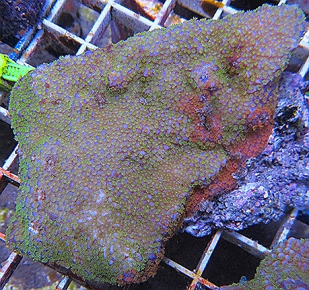 Encrusting Montipora with Green Polyps #489 - Eye It & Buy It