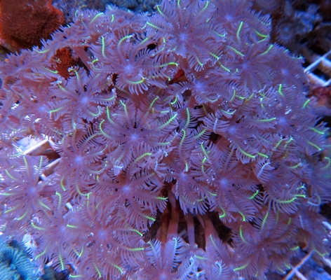 Clove Polyp: Gold Stripe - Soft Corals - Coral