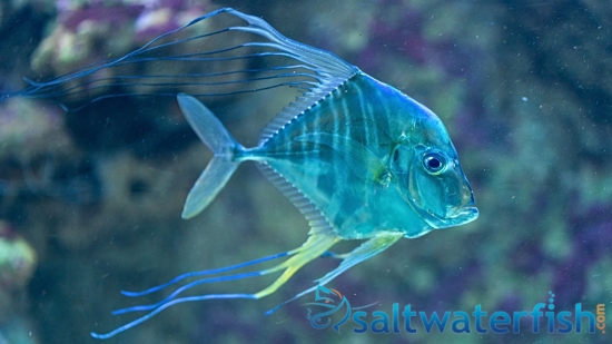 Threadfin Fish - Miscellaneous Unique Marine Life - Saltwater Fish