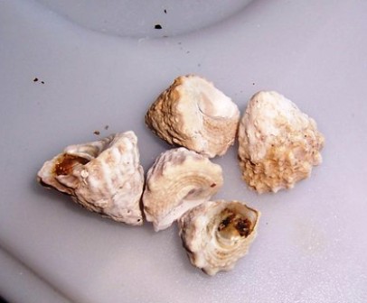 100 Empty Hermit Crab Shells - Crabs - Invertebrates