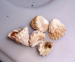 100 Empty Hermit Crab Shells - Crabs - Invertebrates