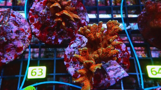 Green w/ Red Polyps Digitata Montipora "Forest Fire" - Aquacultured ...