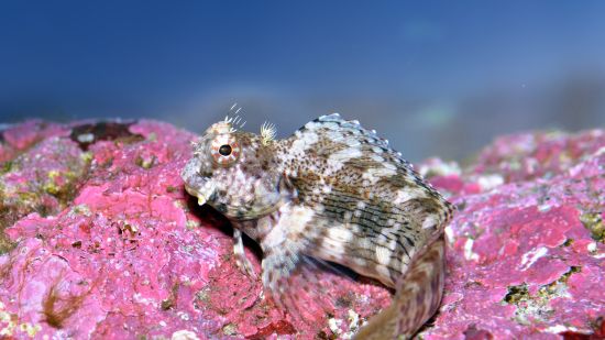 Ruby Red Dragonet - Blennies - Saltwater Fish
