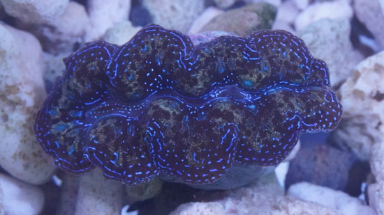 Crocea Clam: Ultra : Fiji - Aquacultured - Clams - Invertebrates