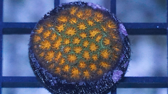 Leptastrea Coral : "Mayhem" Orange polyps w/ Green Tips - Caribbean ...