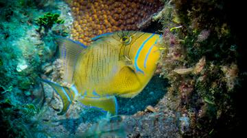 Queen Trigger - Triggers - Saltwater Fish