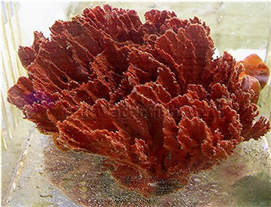 Red Frilly Sponge - Sponges - Invertebrates