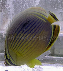Redfin Butterfly - Butterflies - Saltwater Fish