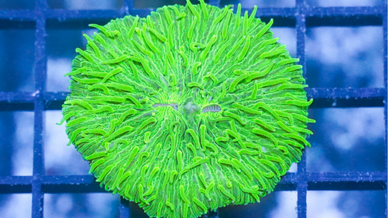 Fungia Plate Coral: Neon Green - Lps - Coral