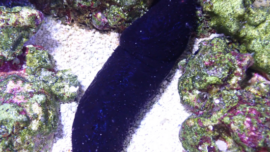 Sea Apple - Cucumbers - Invertebrates