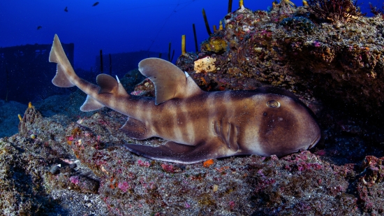 Zebra Bullhead Shark - Sharks Stingrays - Saltwater Fish
