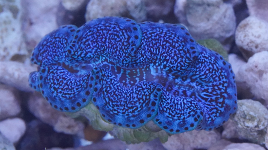 Maxima Clam: Ultra Grade - Clams - Invertebrates