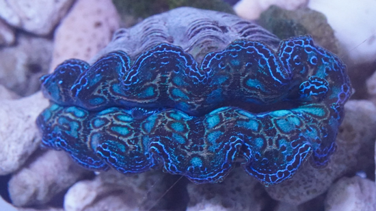 Crocea Clam: Ultra : Fiji - Aquacultured - Clams - Invertebrates