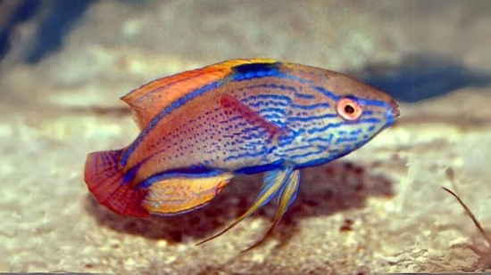 Katherine's Fairy Wrasse - Wrasses Reef Safe - Saltwater Fish