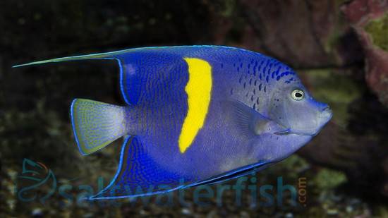 Queen Angelfish - Angelfish Large - Saltwater Fish