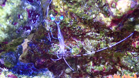 Pederson Cleaner Shrimp - Caribbean - Shrimp - Invertebrates