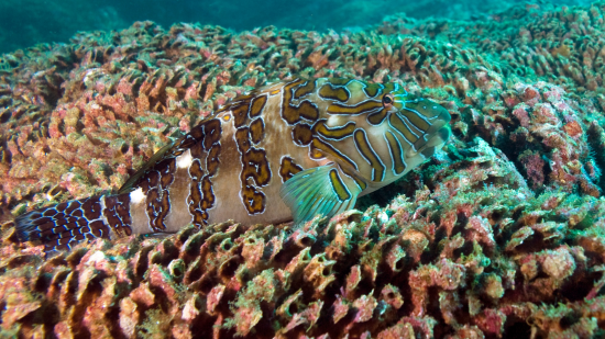 Giant Hawkfish - Hawkfish - Saltwater Fish