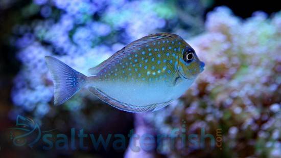 Gold Rim Tang - Central Pacific - Tangs - Saltwater Fish