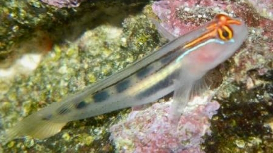 Red Cap Goby - Gobies - Saltwater Fish