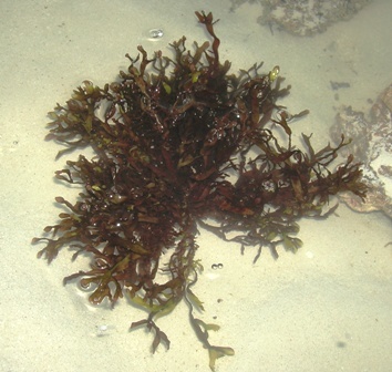 Red Kelp