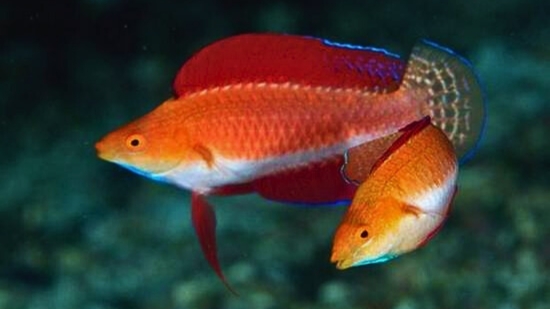 Ruby Finned Fairy Wrasse - Wrasses Reef Safe - Saltwater Fish