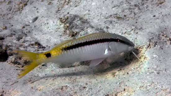 Dot-and-Dash Goatfish - Fiji - Goatfish - Saltwater Fish