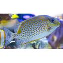 Orangespot Rabbitfish - Rabbitfish - Saltwater Fish