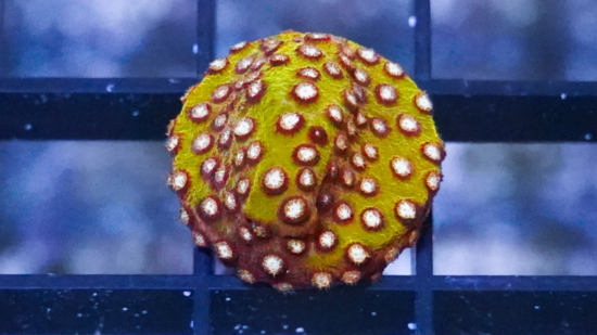 Cyphastrea Copperhead - Aquacultured - Lps - Coral