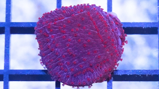 Cap Montipora: Red Rose - Aquacultured - Sps - Coral