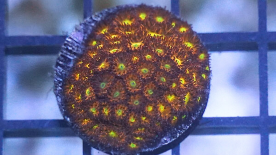 Assorted Coral Frag - 5 Pack - Frags - Coral