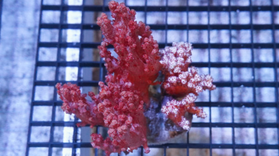 Soft Coral Tree : Red - Soft Corals