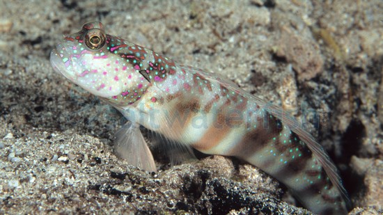 Pink and Blue Shrimpgoby - Gobies - Saltwater Fish