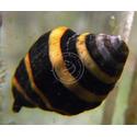 Bumble Bee Snail - Group of 10 - Snails - Invertebrates