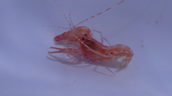 Curly-Que Pistol Shrimp - Caribbean - Shrimp - Invertebrates
