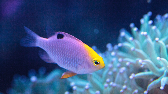 Talbot's Damsel - Damsels - Saltwater Fish